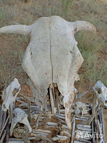 Черепа крс коровы) и овцы