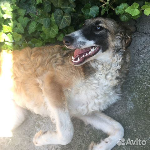 Помесь борзой в добрые руки