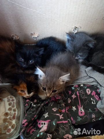 Бесплатно отдам котят