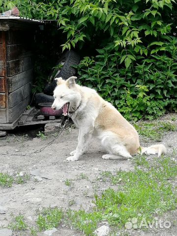 Отдам в хорошие руки собаку