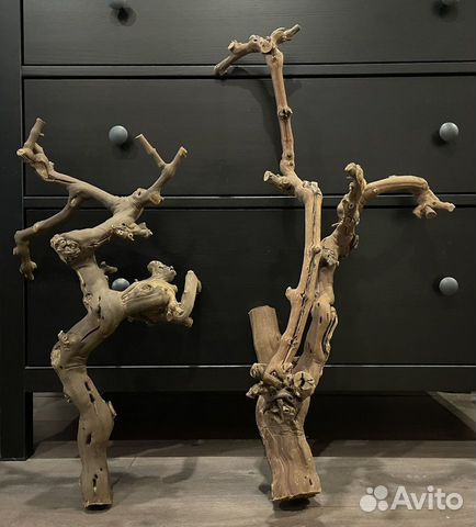 Коряга
