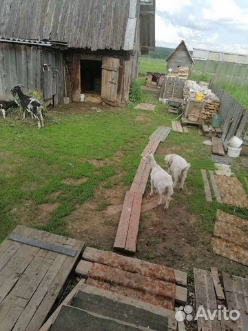 Козы, козлята