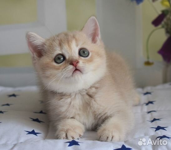 Золотые котята