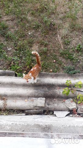 Котенок в добрые руки, спасите пока жив