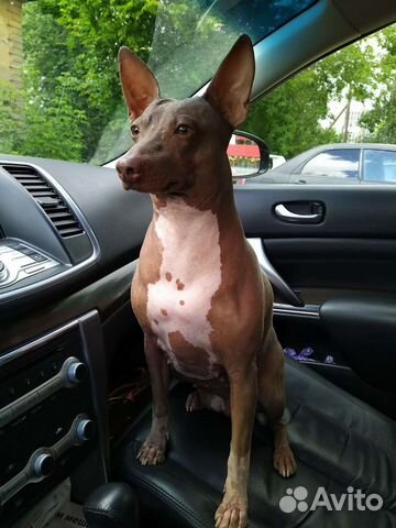 Американский голый терьер ждёт кавалера на вязку