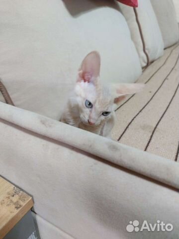 Котенек сфинкс браш