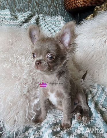 Мини лиловый мальчик чихуахуа