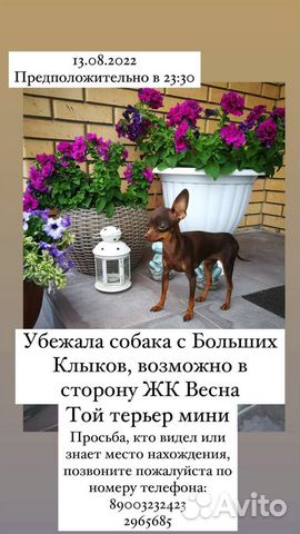 Мини той-терьер потерялся