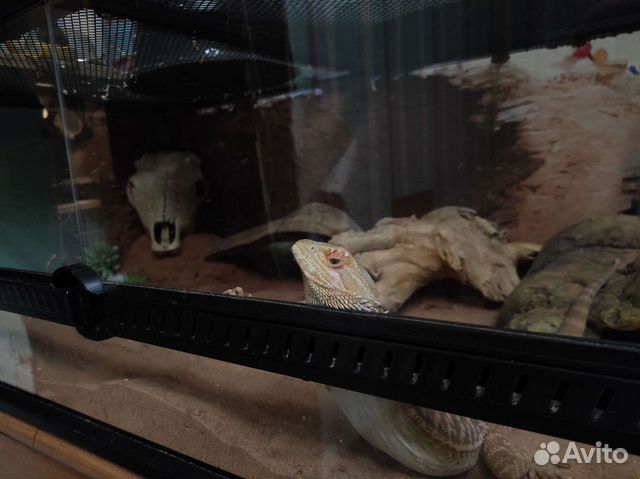 Бородатая агама с террариумом