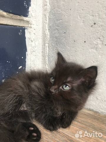 Чёрный котёнок мальчик