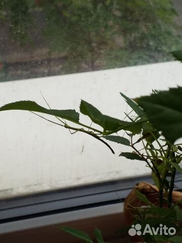 Палочник аннамский