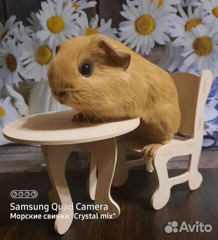 Морская свинка,девочка-красавица