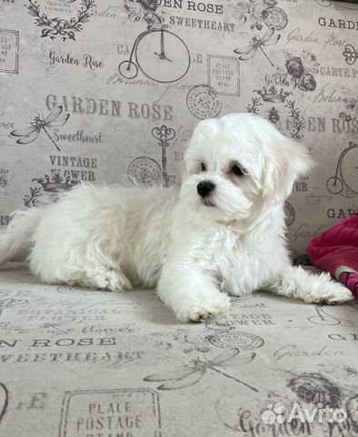 Мальтезе Мальтийская болонка