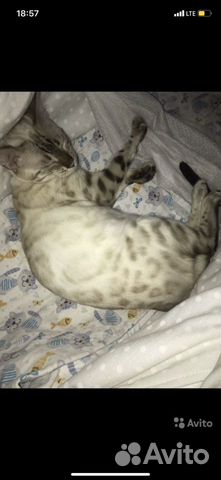 Бенгальская кошка ищет кота