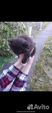 Пушистый котенок и кошечка