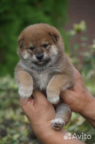 Сиба ину малыш