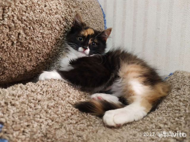 Котенок
