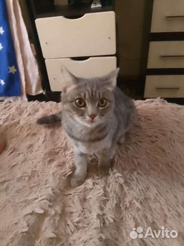 Британская кошка бесплатно