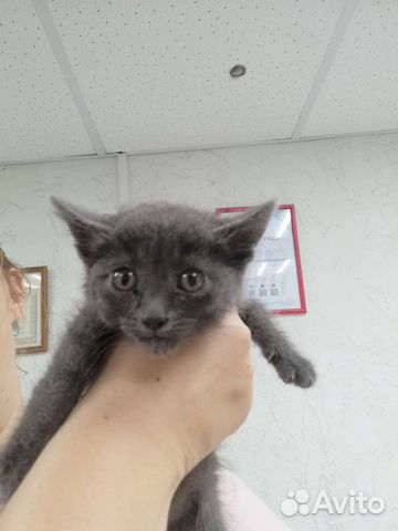 Кот русская голубая