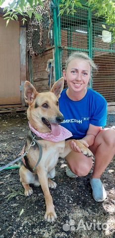 Ищем дом красавчику Декстеру