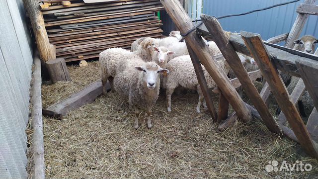 Овцы, на мясо или разведение