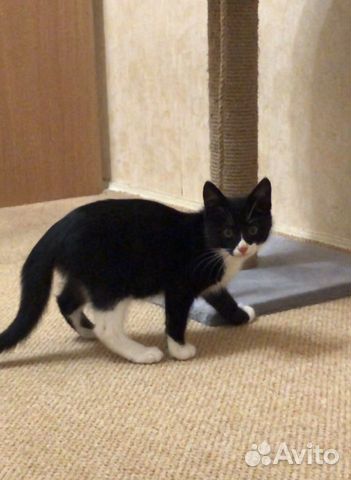 Котенок Гав ищет дом