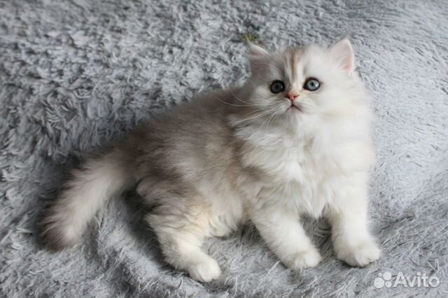 Шотландский длинношёрстный котёнок