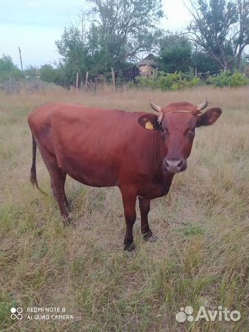 Коровы и телки стельные