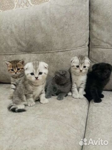 Шотландские вислоухие котята