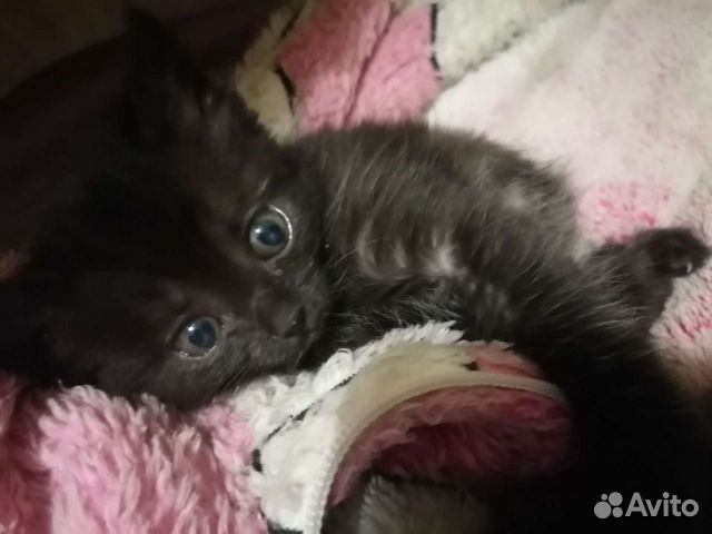 Котята в дар