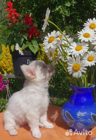 Продаю щенков чихуахуа