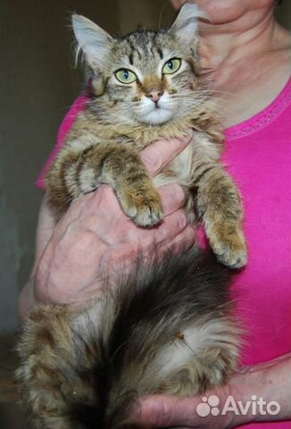 Кошечка Селина