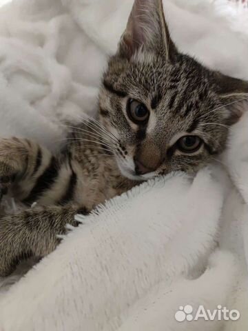 Котичка 4 месяца