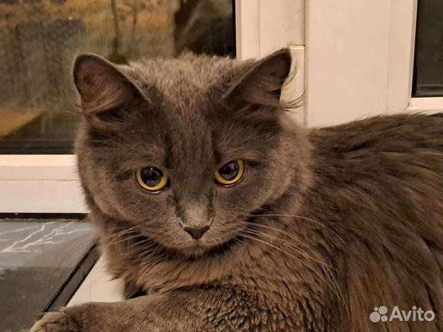 Дымка ищет дом