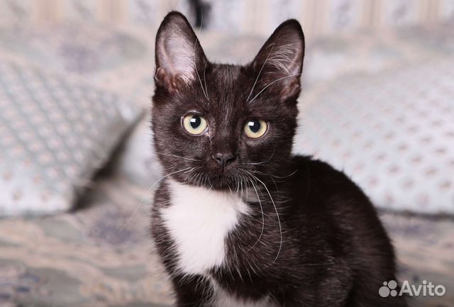 Котята в добрые руки бесплатно