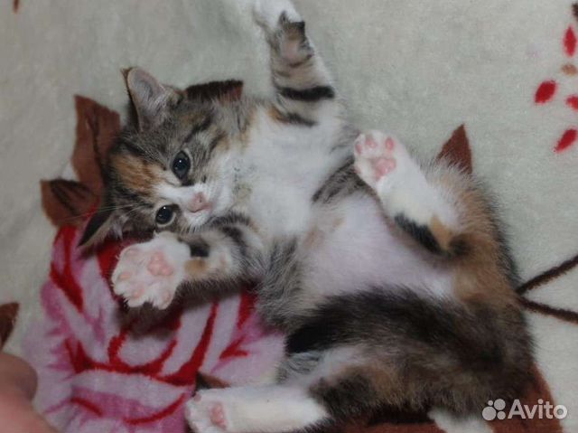 Супер игривый котёнок