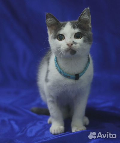 Котенок в добрые руки