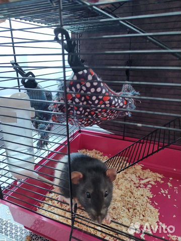 Крыса дамбо с клеткой