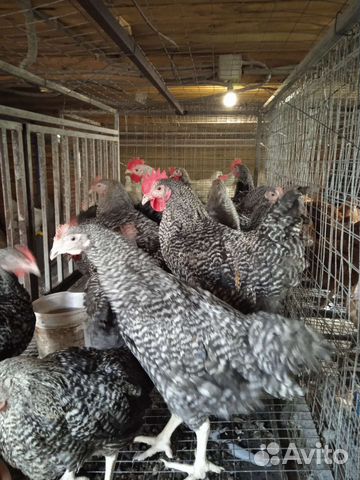 Петухи и куры, Грисбар, Голошейка, Мастер грей