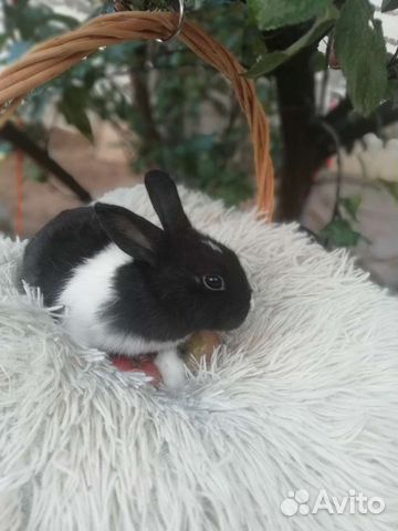 Крольчата месячные