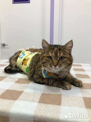 Кошечка Бритни в доьрые руки