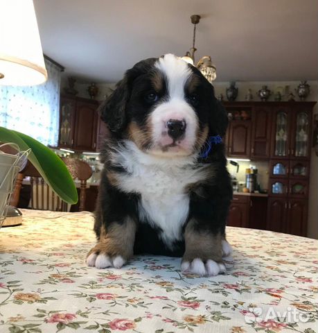 Высокопородные Щенки Бернского Зенненхунда