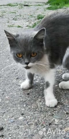 Ищу прежних/новых хозяев кисоньке Алисоньке