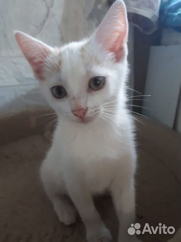 Котенок Карамелька ищет дом