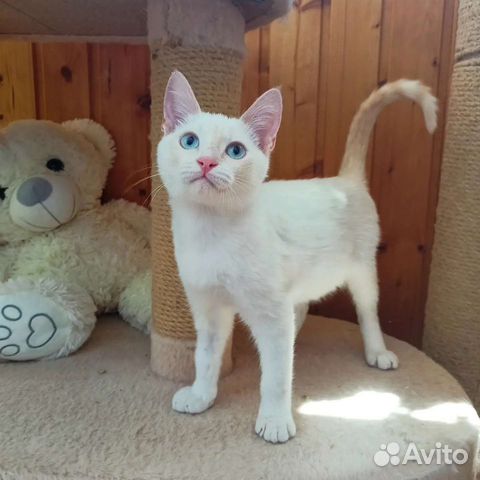 Котёнок Ярик