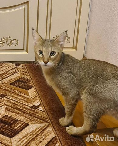 Чаузи ф1 котик