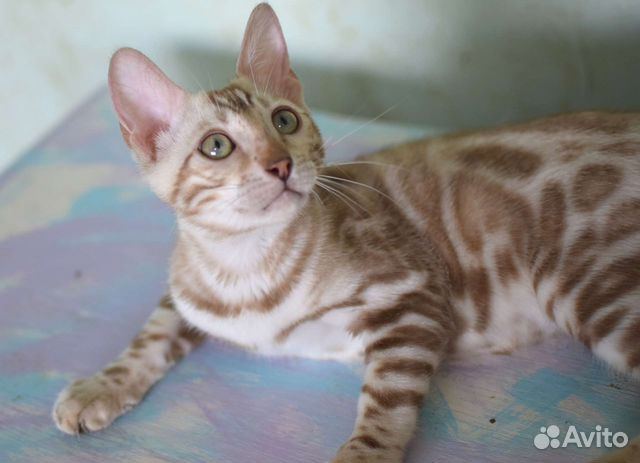 Бенгальская