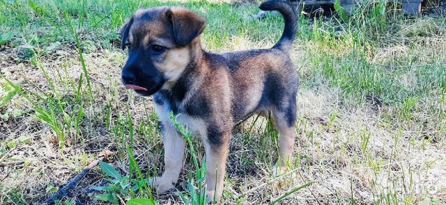 Отдам милую красотку хорошим хозяевам