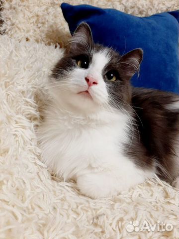 Класснючий кот в добрые руки