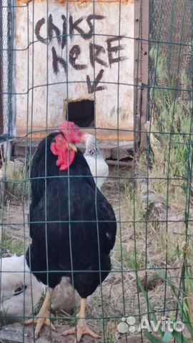 Курицы несушки